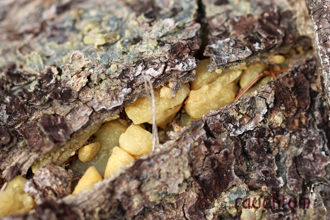 Fichte Wurzelharz | räuchern