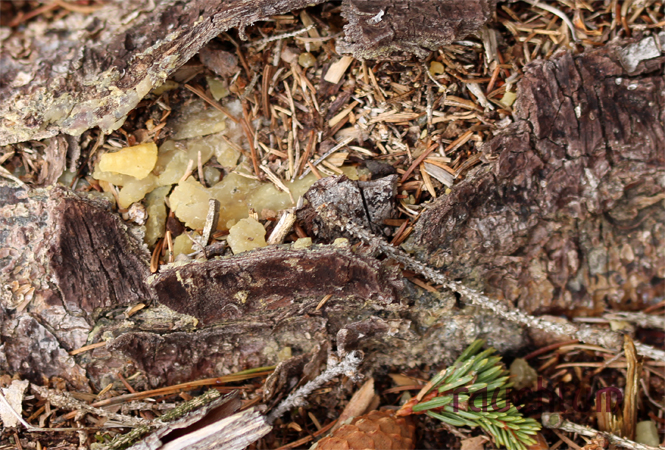 Fichte Wurzelharz | räuchern